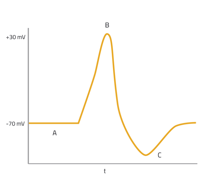The resting potential: introducing foundations of the nervous system ...