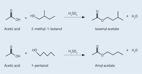 Ausflippen wegen Biochemie und Bananen – scienceinschool.org