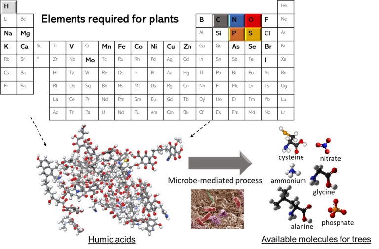Exploring the dialogue between trees and soil microbes ...