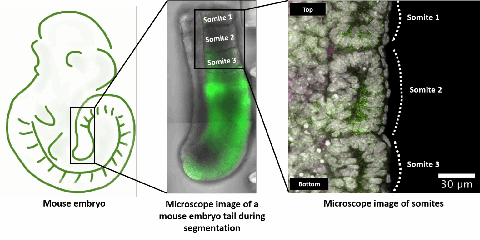 Biological oscillations: the rhythms of living things – scienceinschool.org