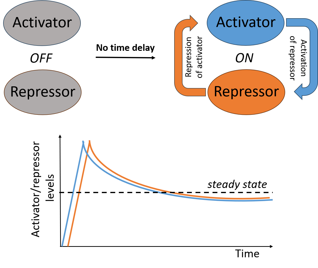 Biological oscillations: the rhythms of living things – scienceinschool.org