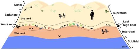 Sandy beaches: connecting land, ocean, and humans – scienceinschool.org