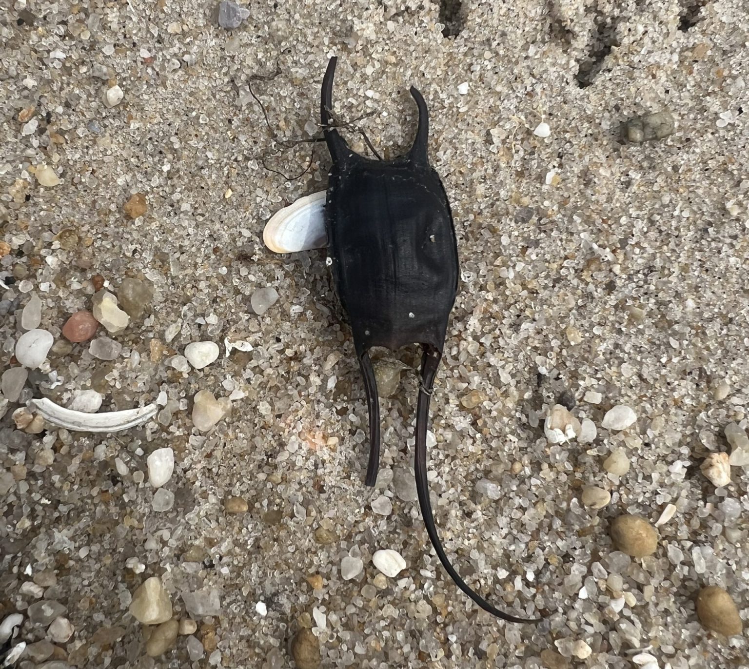 Sandy beaches: connecting land, ocean, and humans – scienceinschool.org
